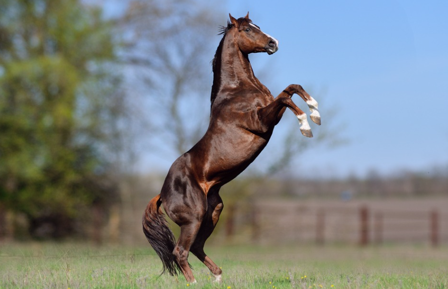 The Most Luxurious Race Events - akanza turf