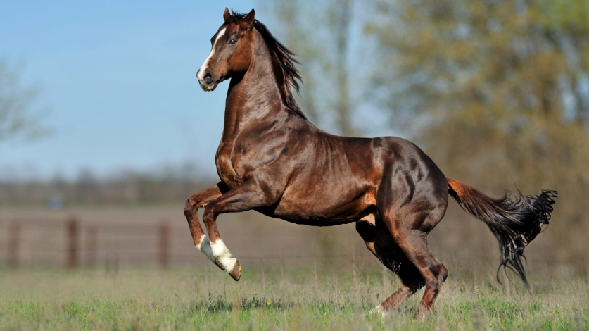 The Most Instagrammable Racetracks - akanza turf