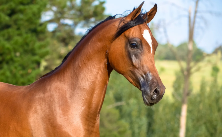 The Most Influential Horses in Breeding History - akanza turf